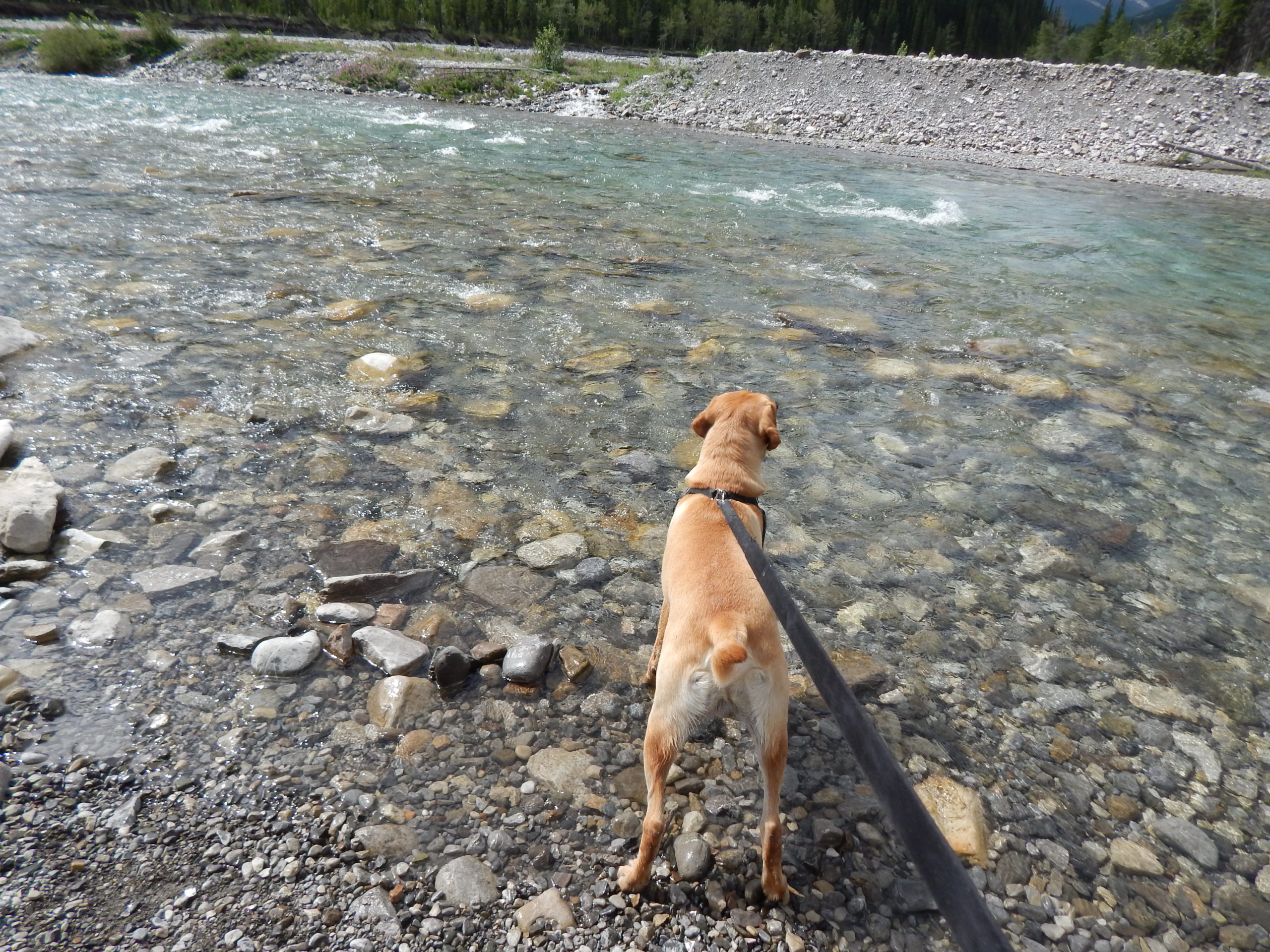 Dog-explorer – Edocation