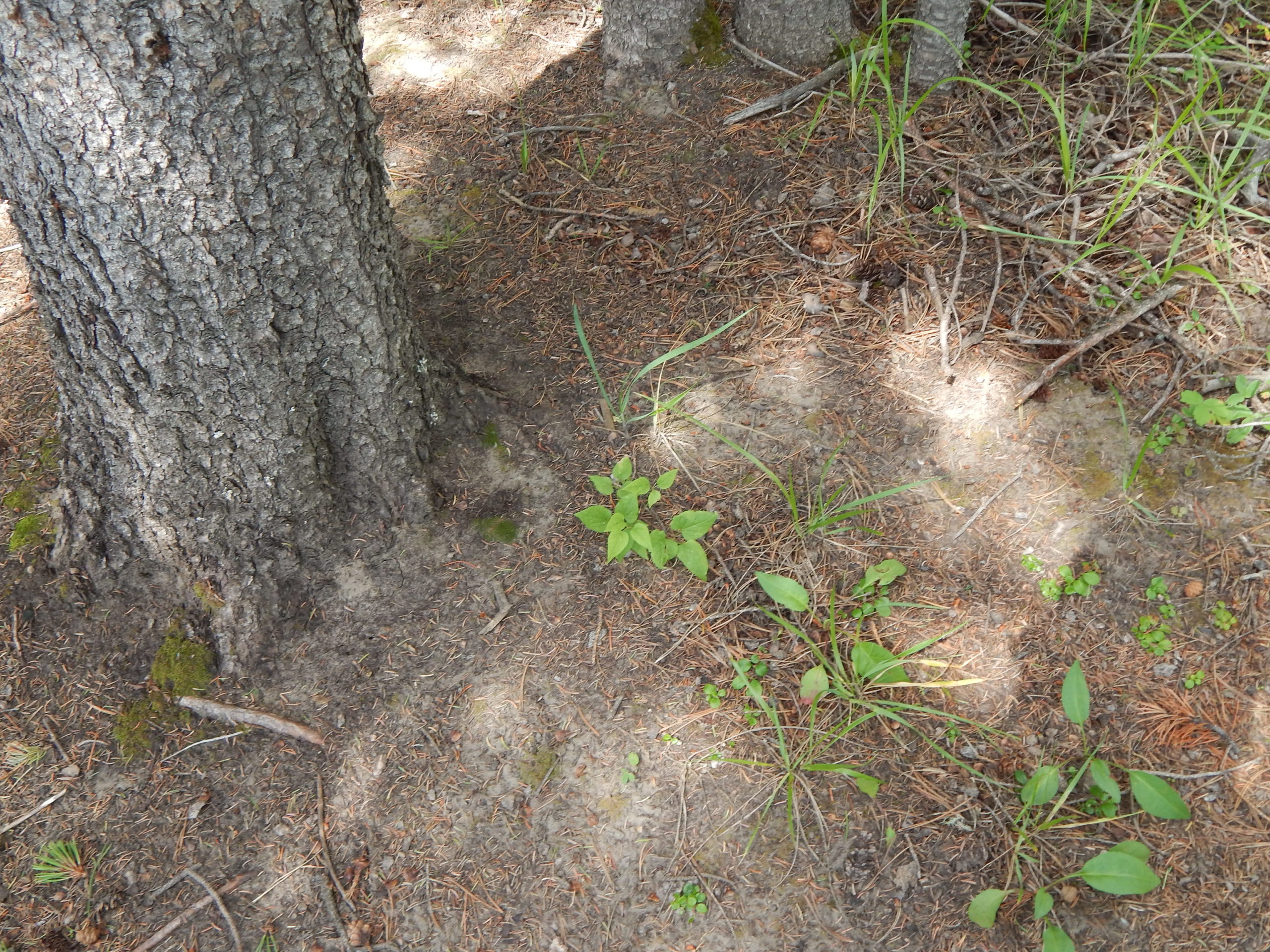 Under the Trunk of a Tree – Edocation