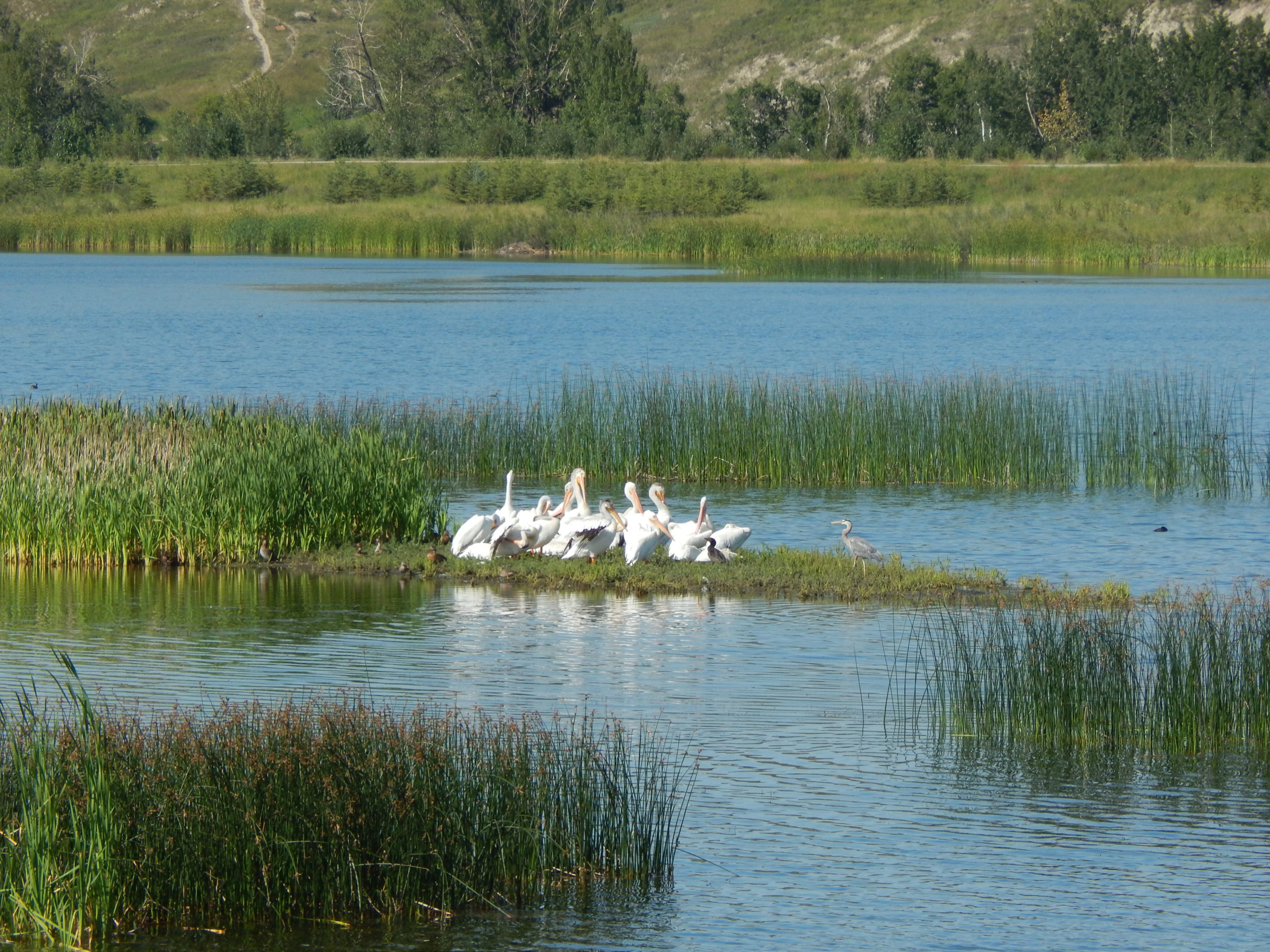 The Pelican Flock – Edocation