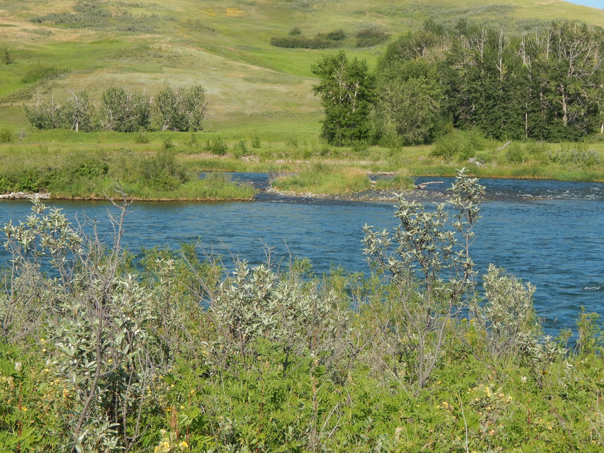 A Mountain River behind Bushes – Edocation